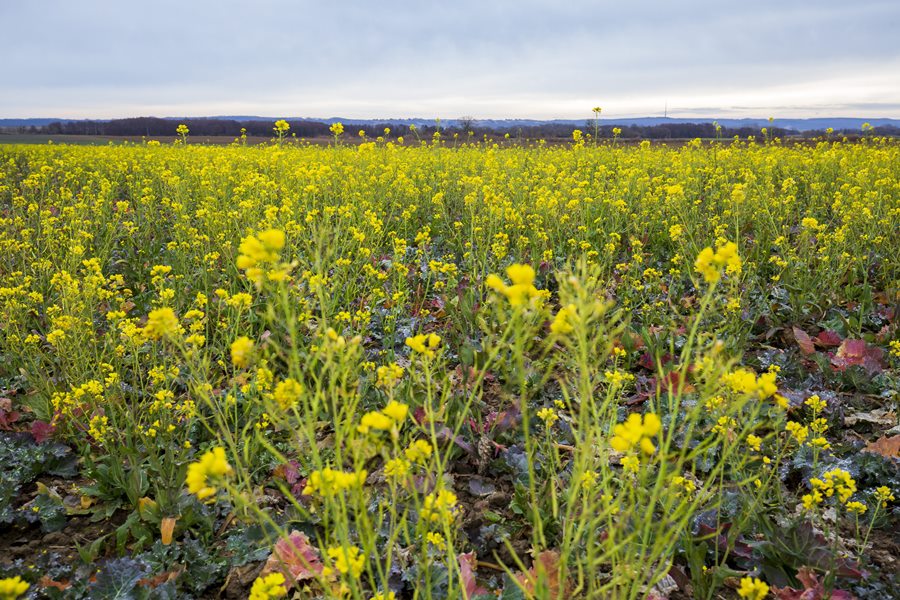 Őrült tél: virágzik a repce! – Természetismeret Magazin