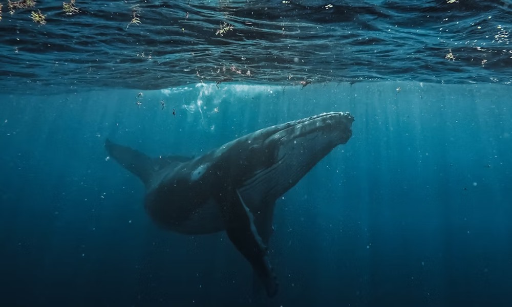 Bálnák a Balatonban? – Miért ne lehetne nálunk tengeri emlős ...