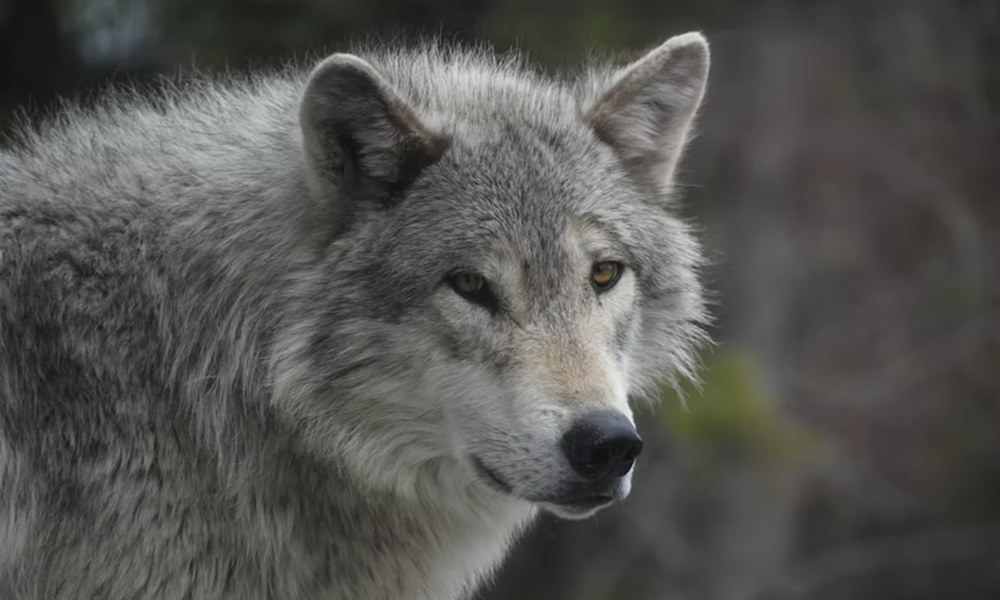 Farkasok, fák és félreértések – mi történt valójában Yellowstone-ban ...