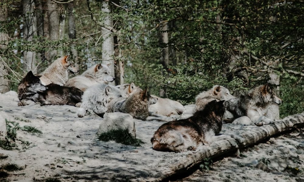 Farkasok, fák és félreértések – mi történt valójában Yellowstone-ban ...